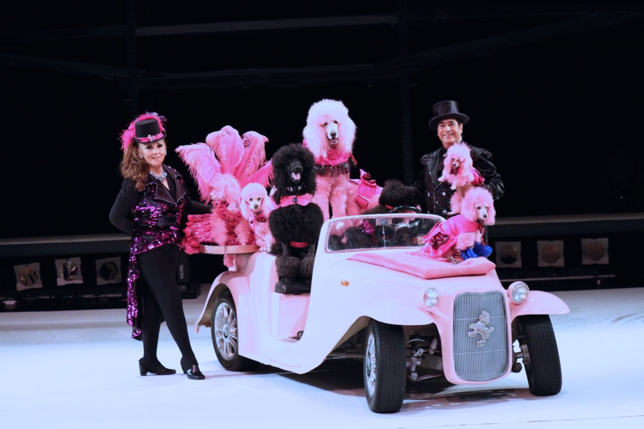 Ground Acts | ccfair.com