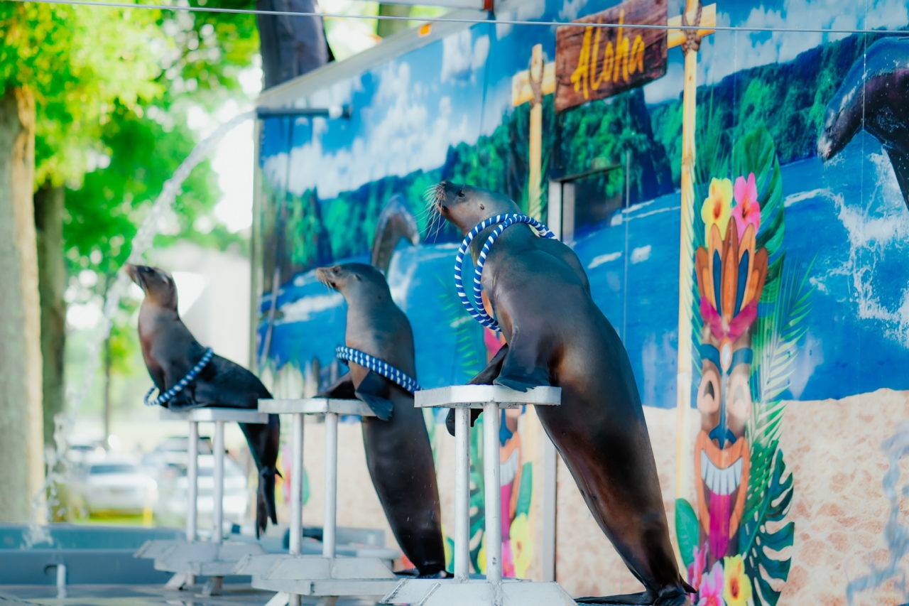 Entertainment | ccfair.com