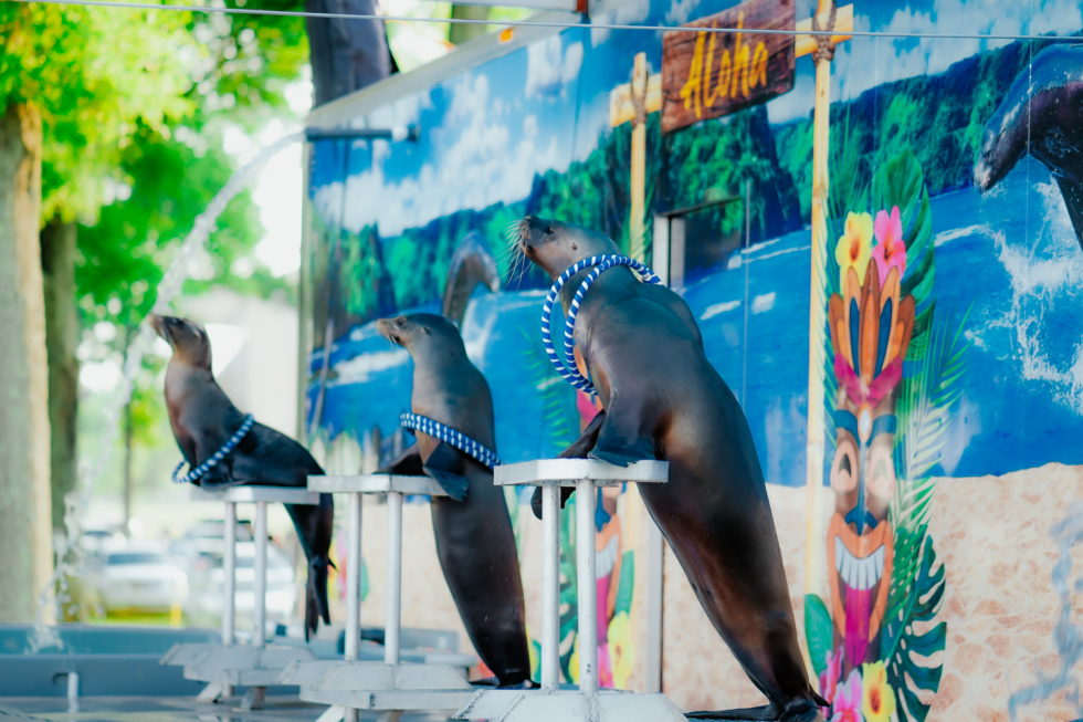 Entertainment | ccfair.com